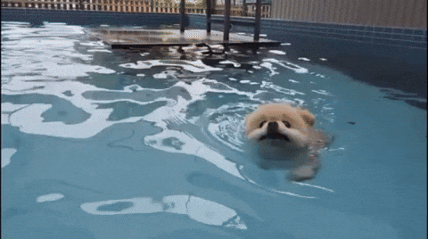 Pls Help GIF by WoofWaggers - Find & Share on GIPHY