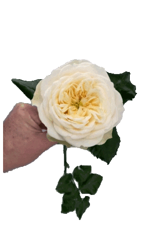 Gardenrose Sticker by Viproses for iOS & Android | GIPHY