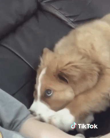 Chien Couplegoal GIF by TikTok France - Find & Share on GIPHY