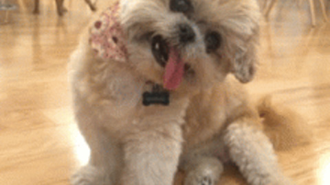 Dog Waving GIFs - Find & Share on GIPHY