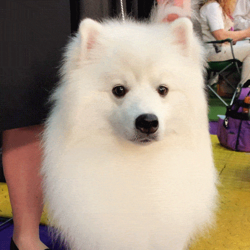 Dog Show GIF by Westminster Kennel Club - Find & Share on GIPHY