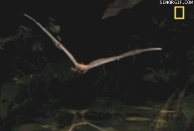 Bat GIF - Find & Share on GIPHY