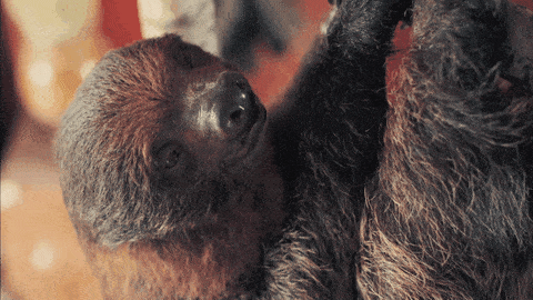 Sloth Love GIF by MASTERPIECE | PBS - Find & Share on GIPHY
