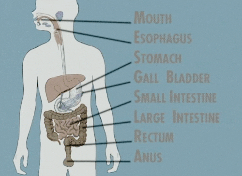 Arkansas GIF - Find & Share on GIPHY