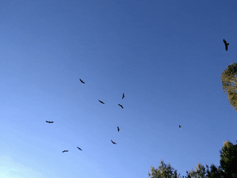 Birds GIF - Find & Share on GIPHY
