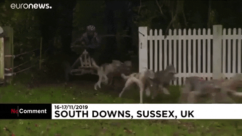 Sled Dogs GIF by euronews - Find & Share on GIPHY