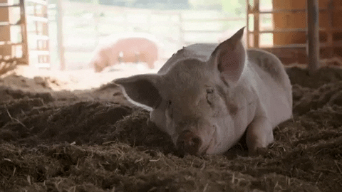 Vegan Sleeping GIF by Mercy For Animals - Find & Share on GIPHY