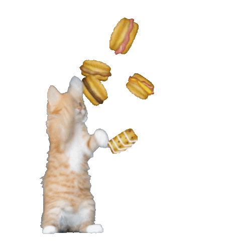 Hungry Cat Sticker for iOS & Android | GIPHY