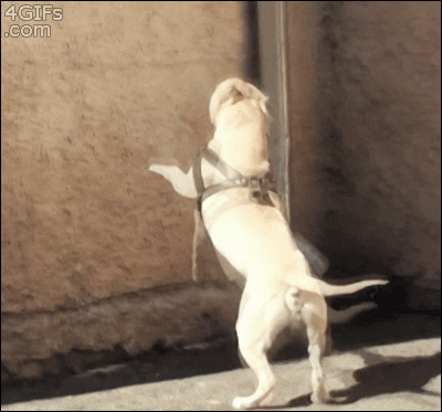 Dog Wall GIF - Find & Share on GIPHY