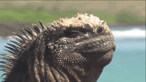 Lizard GIF - Find & Share on GIPHY