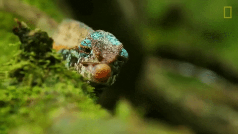 Nat Geo Wild GIF - Find & Share on GIPHY