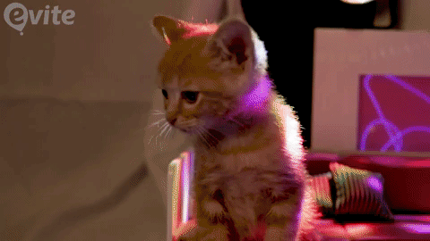 - Find & Share on GIPHY