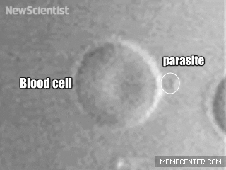 Red Blood Cells GIFs - Find & Share on GIPHY