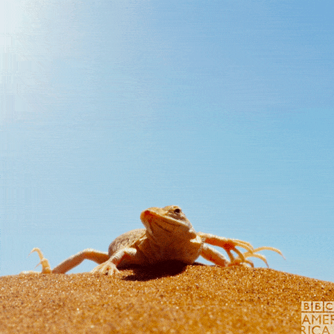 Enchanted Kingdom Dance GIF by BBC America - Find & Share on GIPHY