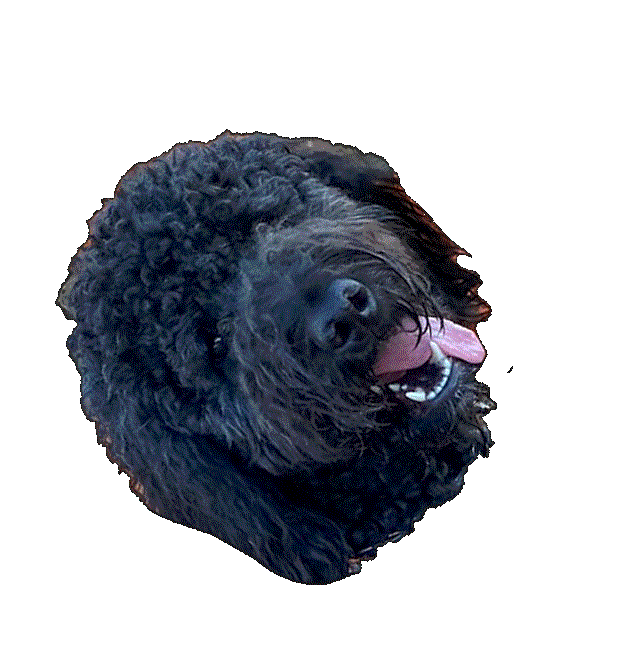 Black Dog Doodle Sticker by ripleyandrue for iOS & Android | GIPHY
