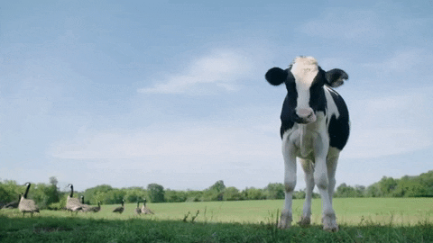 Baby Animal Vegan GIF by Mercy For Animals - Find & Share on GIPHY