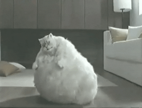 Fat Cat GIF - Find & Share on GIPHY