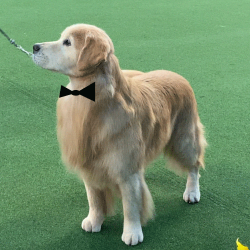 Dog Show GIF by Westminster Kennel Club - Find & Share on GIPHY