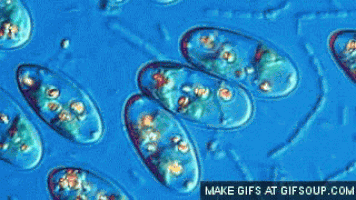 Microbiology GIF - Find & Share on GIPHY