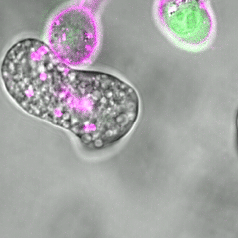 Cells GIF - Find & Share on GIPHY