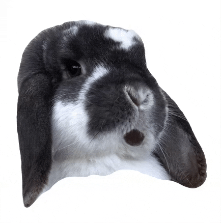 Bunny Omg GIF - Find & Share on GIPHY
