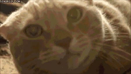 Cat Rage GIF by Cheezburger - Find & Share on GIPHY