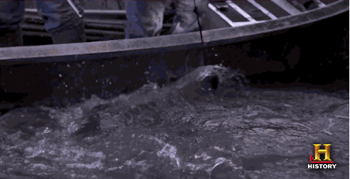 GIF by Swamp People - Find & Share on GIPHY