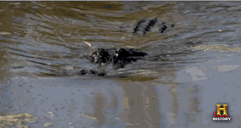 Alligator Gator GIF by Swamp People - Find & Share on GIPHY