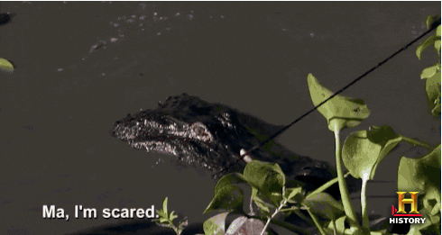 Scared Alligator GIF by Swamp People - Find & Share on GIPHY