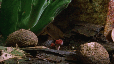 Mushrooms GIF - Find & Share on GIPHY