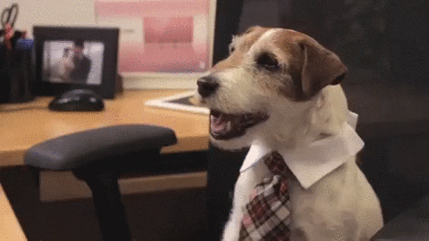 10 Tips for Take Your Dog to Work Day – BCNN1 WP