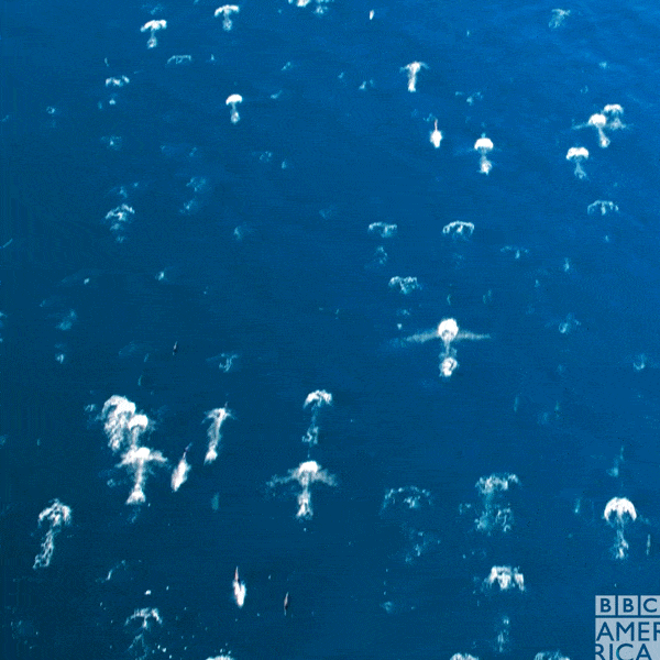 Ocean Wildlife GIF by BBC America - Find & Share on GIPHY