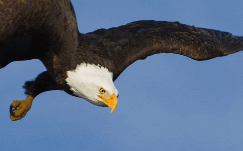 Art GIF - Find & Share on GIPHY