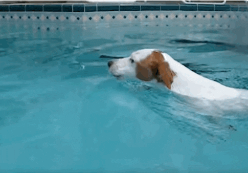 Swimming GIF - Find & Share on GIPHY