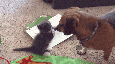 Cat Dogs GIF by Cheezburger - Find & Share on GIPHY