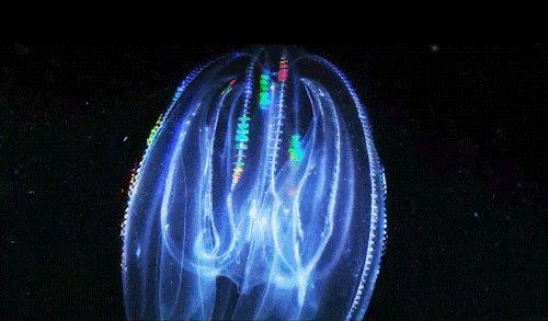 Evolution Of Nervous System GIFs - Get the best GIF on GIPHY