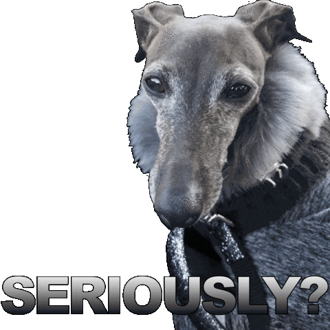 Italian Greyhound Gif