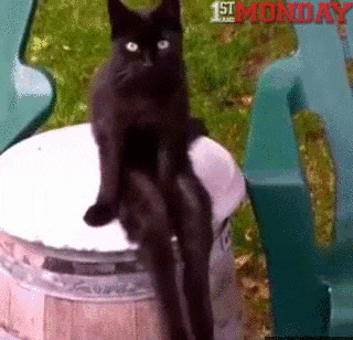 Cat Blinking GIF by FirstAndMonday - Find & Share on GIPHY