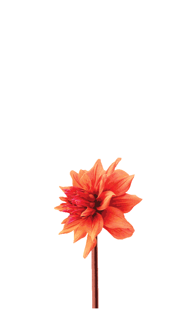 Flower Grow Sticker by Apply for iOS & Android | GIPHY