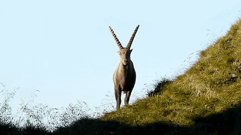 Alpine Ibex Mountains GIF by Jerology - Find & Share on GIPHY