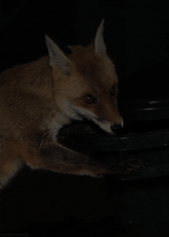 Red Fox GIF by Head Like an Orange - Find & Share on GIPHY