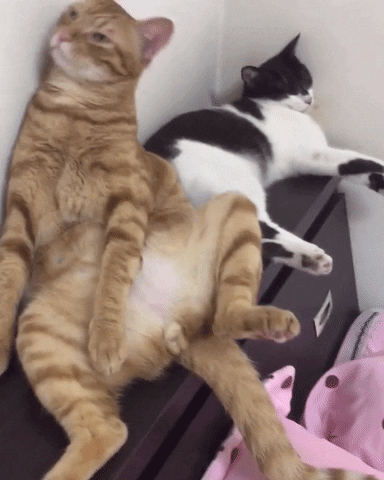 Cat Love GIF by Pamily - Find & Share on GIPHY