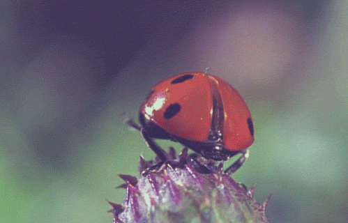Documentary Insects GIF - Find & Share on GIPHY