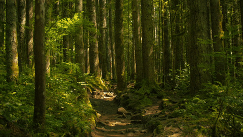 Forest GIF - Find & Share on GIPHY
