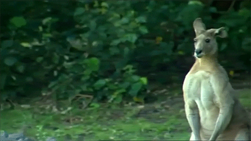 Kangaroo GIF - Find & Share on GIPHY