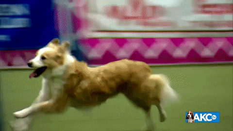 Come On Running GIF by American Kennel Club - Find & Share on GIPHY