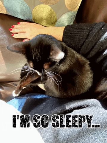 Tuxedo Cat Cats GIF by Amy Boyle Photography - Find & Share on GIPHY