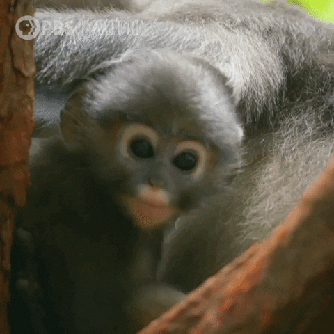 Pbs Nature Monkey GIF by Nature on PBS - Find & Share on GIPHY