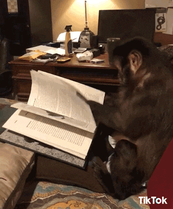 Studio Reading GIF by TikTok Italia - Find & Share on GIPHY