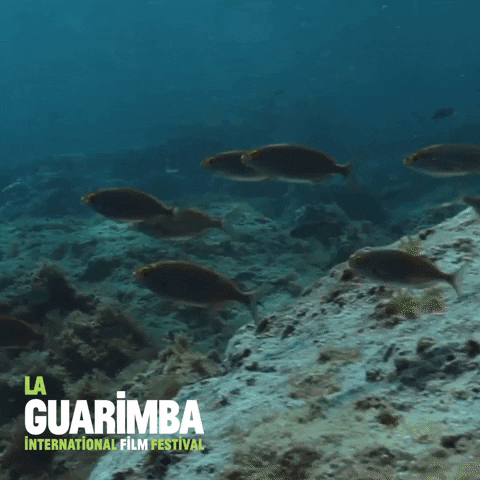 Marine Life Swimming GIF by La Guarimba Film Festival - Find & Share on ...